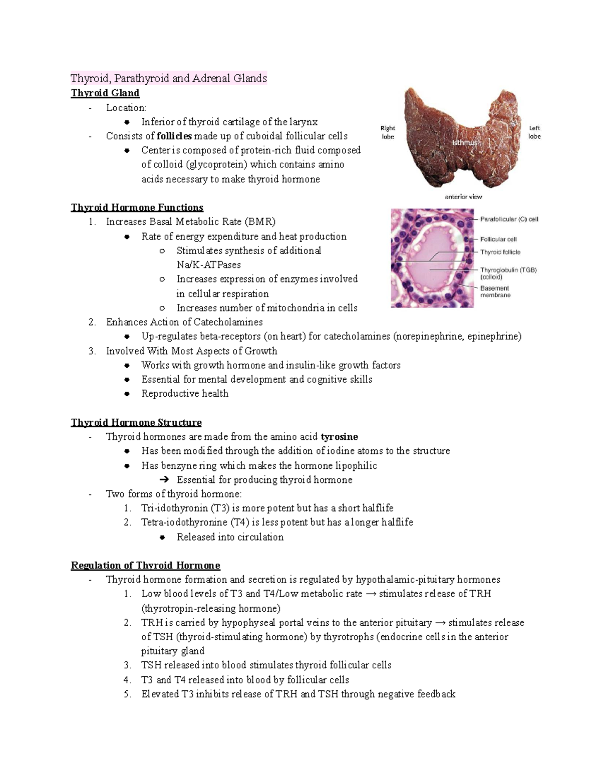 23 - Thyroid, Parathyroid, and Adrenal Glands Overview - Studocu