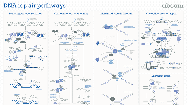 DNA Repair Pathways: Homologous Recombination & NHEJ Overview - Studocu