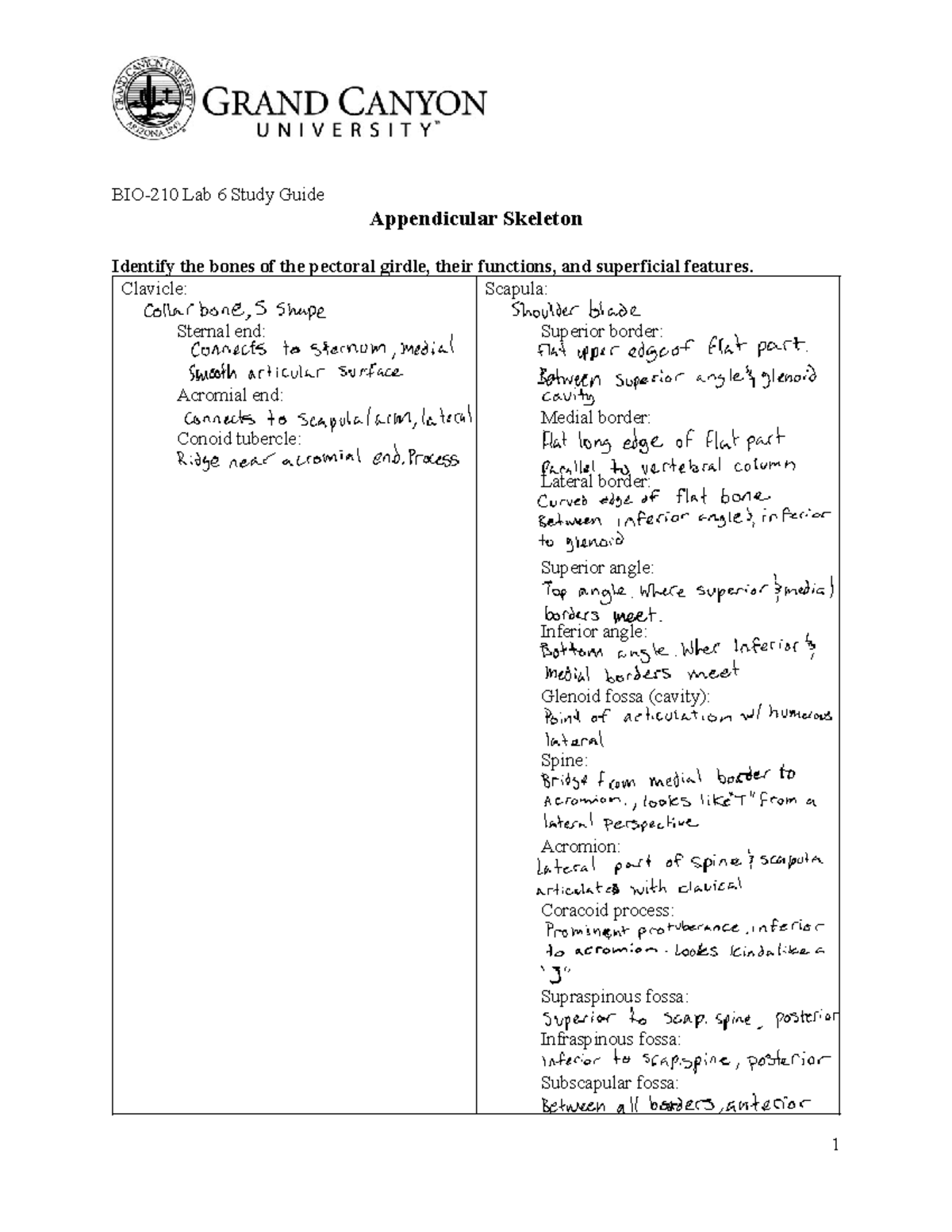 BIO-210L Lab 6 Study Guide: Appendicular Skeleton Overview - Studocu
