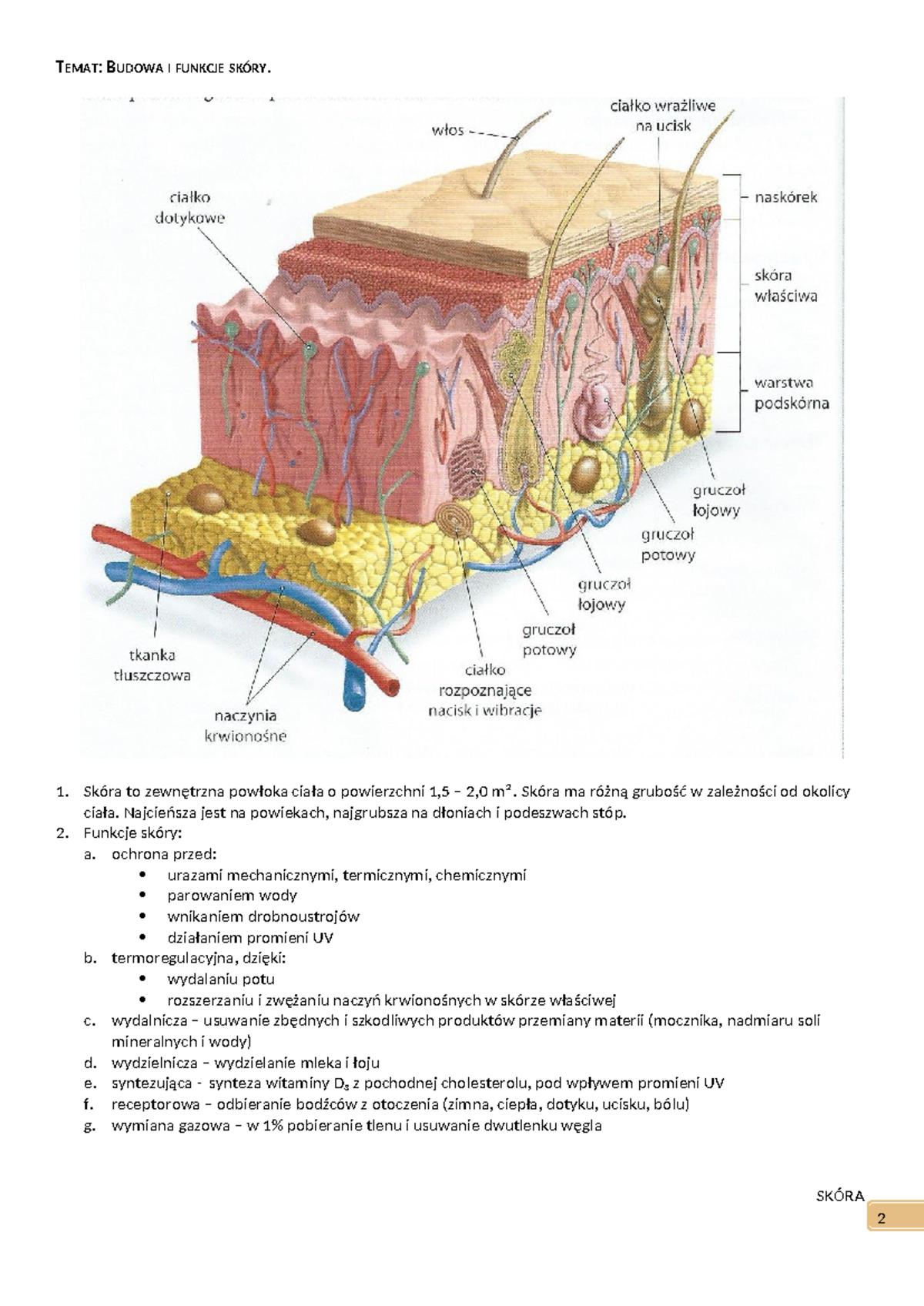 Notatki z biologii: Budowa i funkcje skóry (SKÓRA) - Studocu