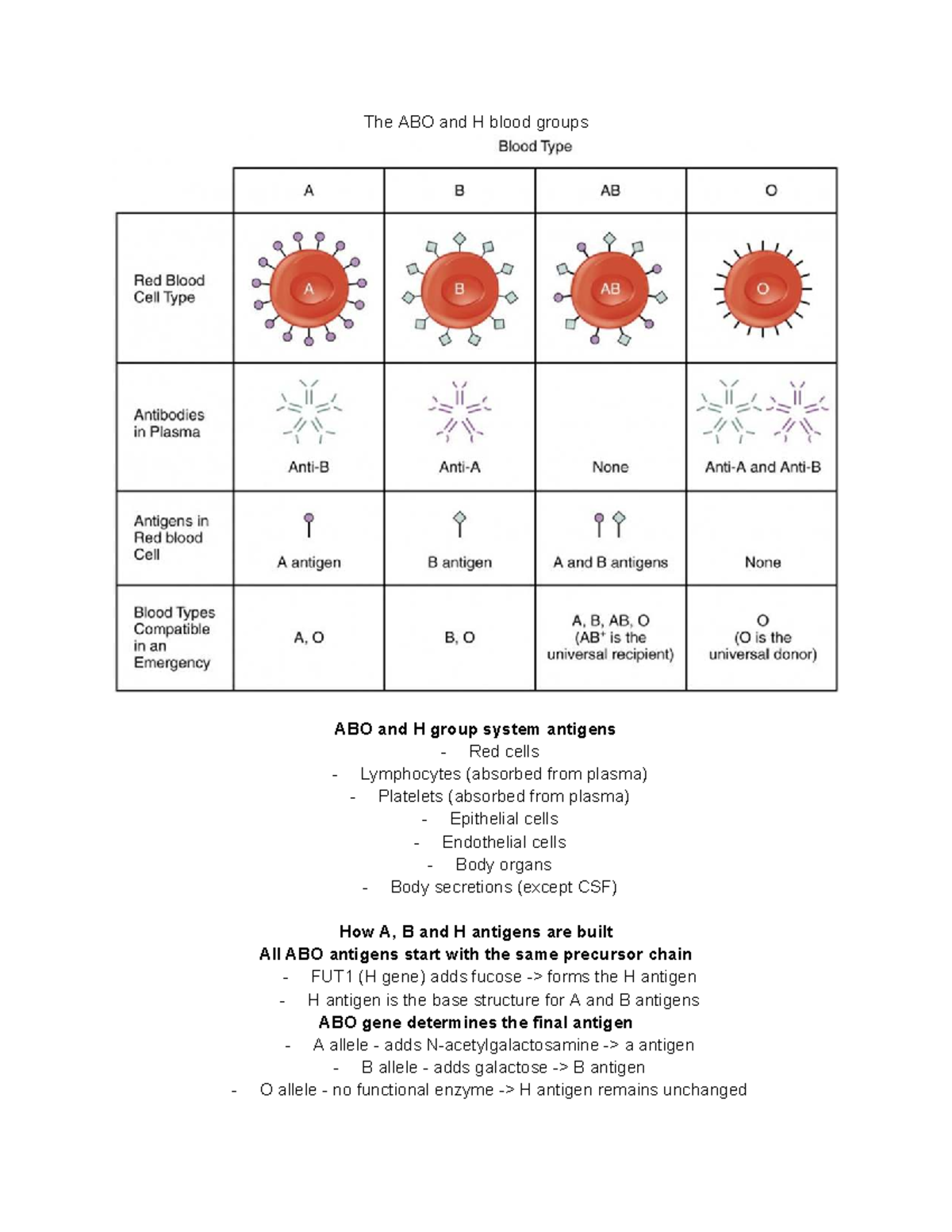 ABO & H Blood Group System: Antigens, Typing, and Clinical Significance ...