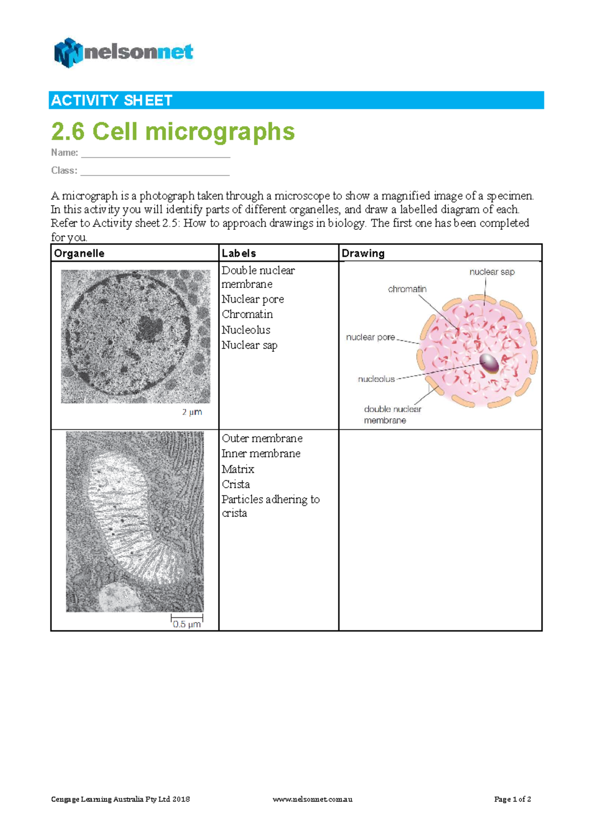 Cell Micrographs Activity Sheet 2.6: Organelle Identification - Studocu