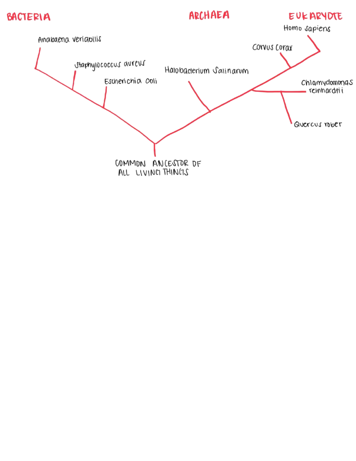 Phylogenetic%20tree - Phylogenetic tree ex. - BIOL 211 - BACTERIA ...