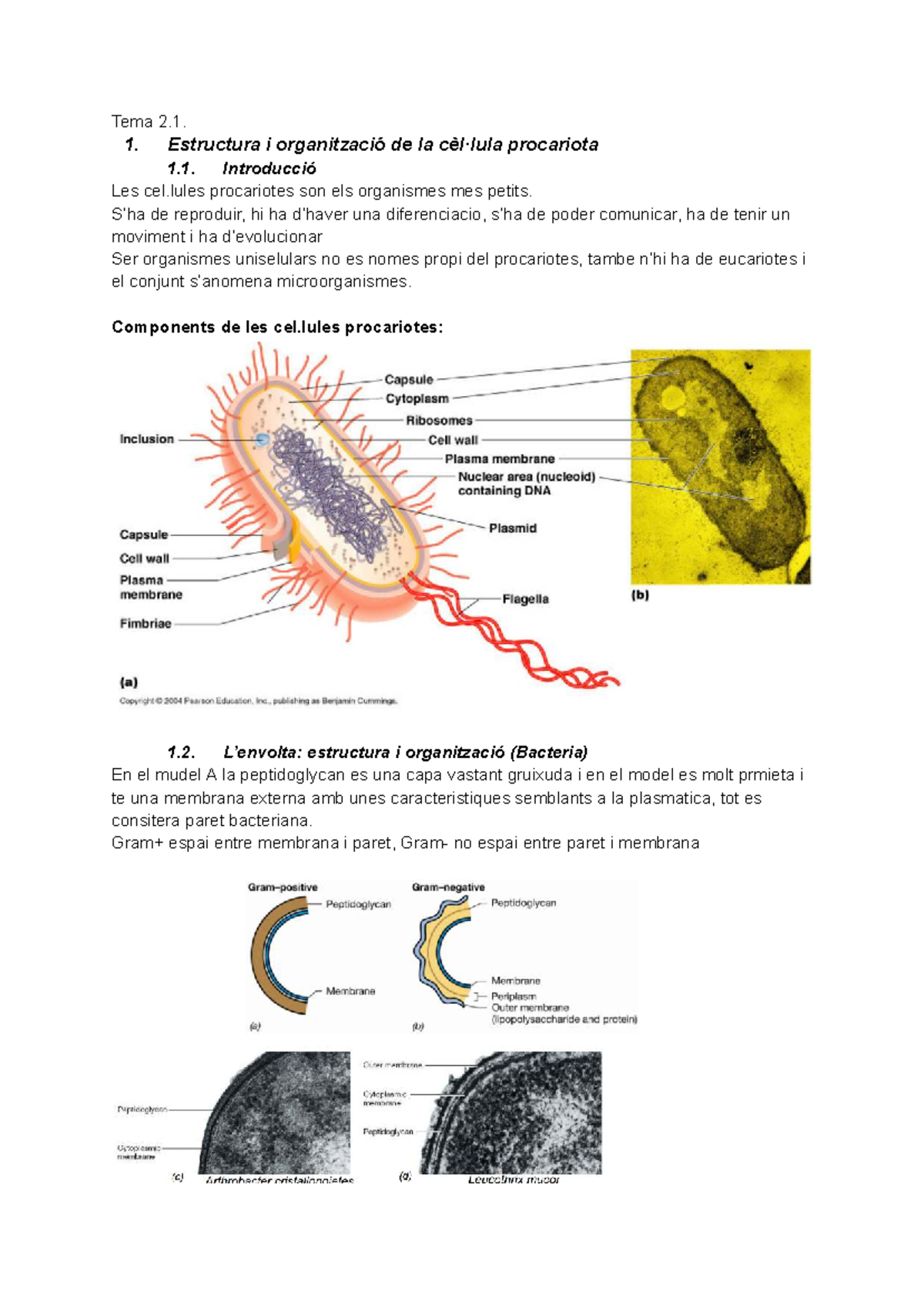 Tema 2.1 i 2.2: Estructura i Organització de les Cèl·lules Procariotes ...