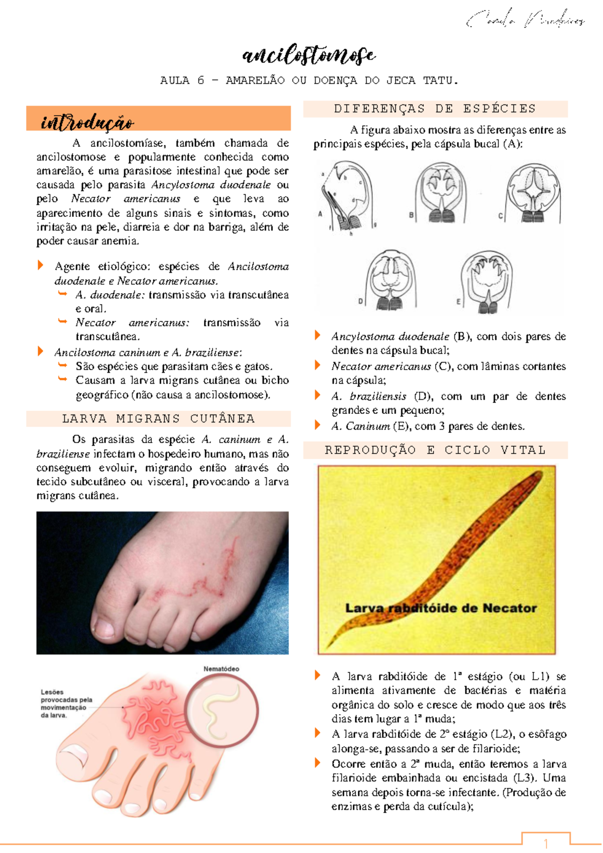 Ancilostomose (larva migrans cutânea, reprodução, patologia, sinais e ...
