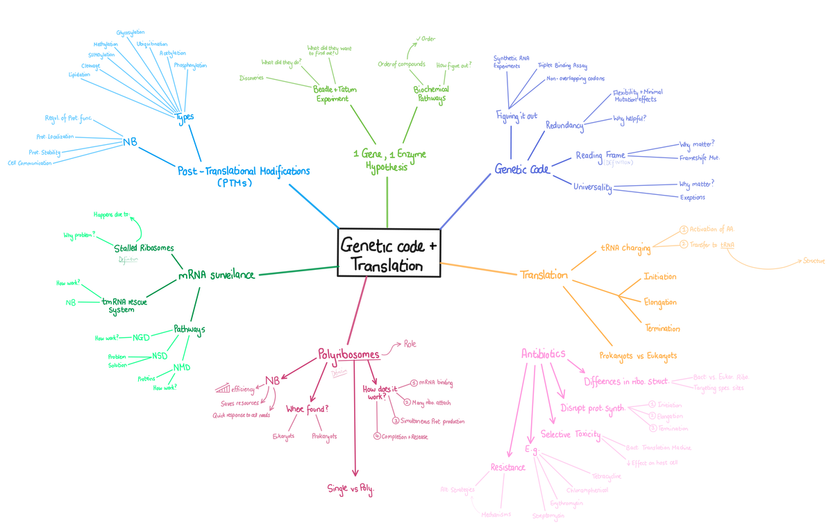 Unit 5: Mind Map on Glycosylation, Methylation, and Translation Mechanisms - Studocu