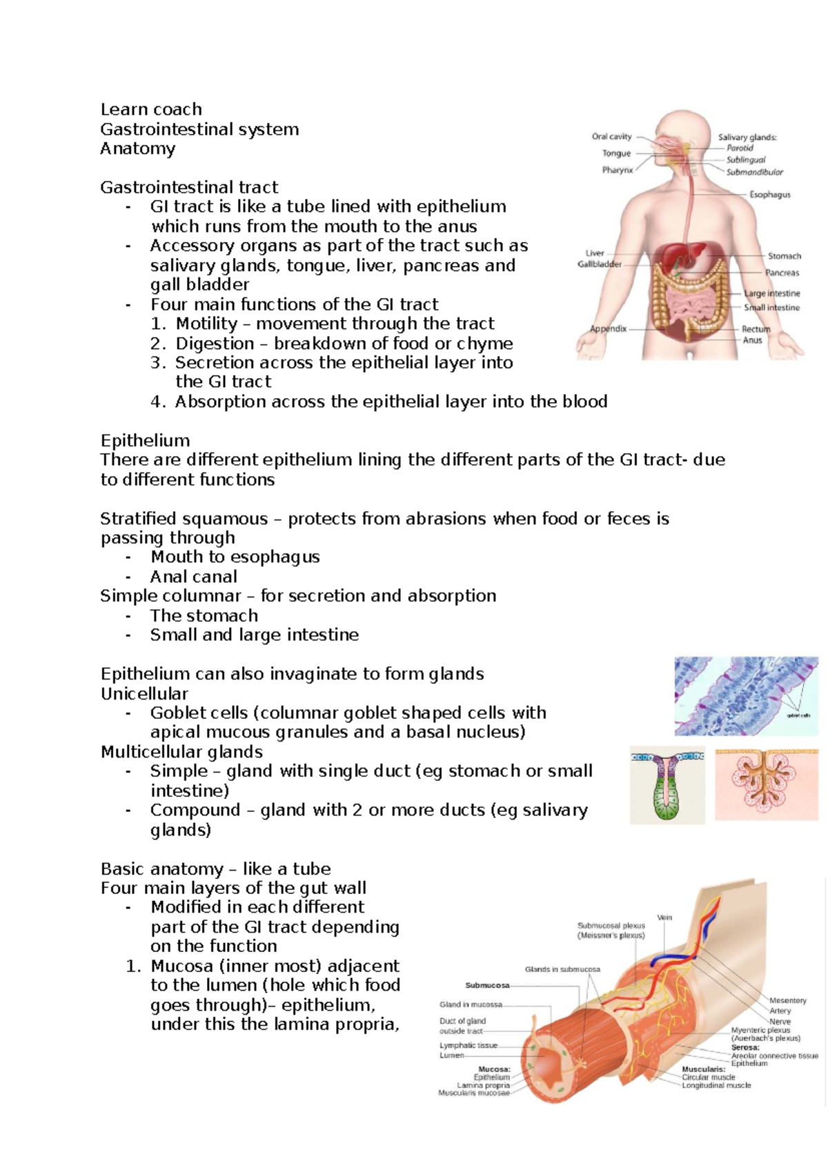 Gastrointestinal System Anatomy: A Comprehensive Overview (GI 101 ...