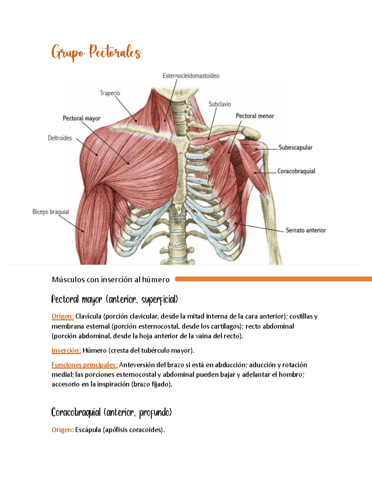 Musculos dorsales, pectorales - Grupo Pectorales Músculos con inserción ...