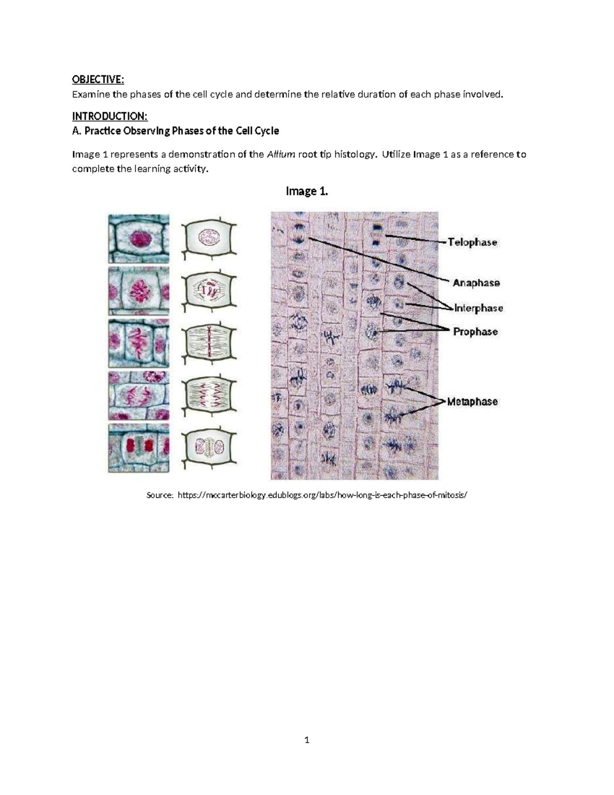 Allium Cell Cycle Phases Analysis Worksheet (BIO 101) - Studocu