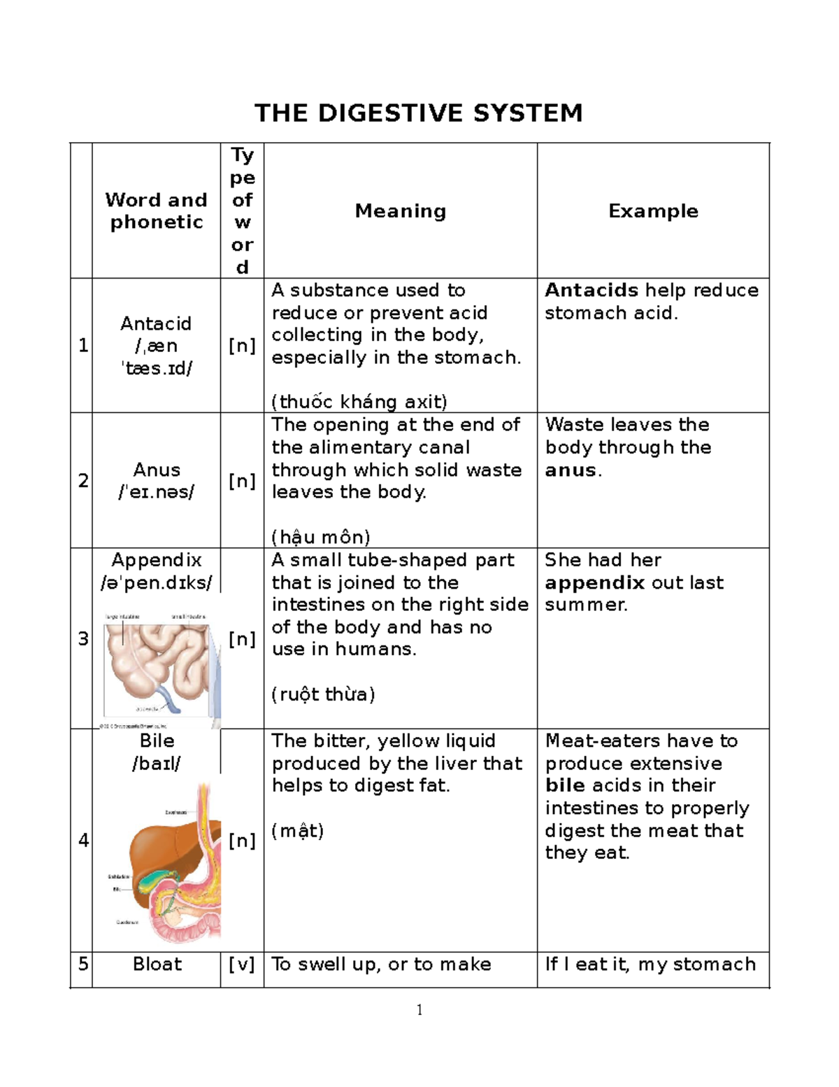 Digestive System Vocabulary List and Definitions for Biol 101 - Studocu