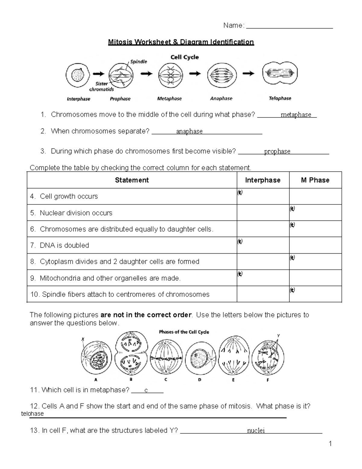 Mitosis Worksheet - Diagram Identification & Phase Analysis - Studocu