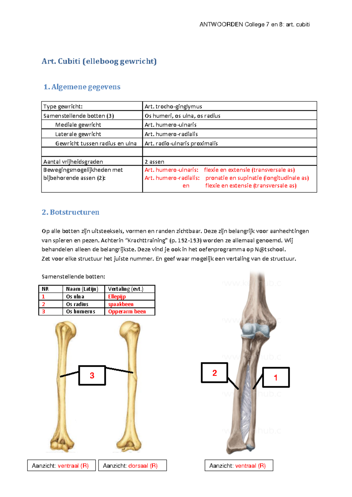 Art. Cubiti: Anatomie, Gewrichtsstructuur en Bewegingsmogelijkheden ...