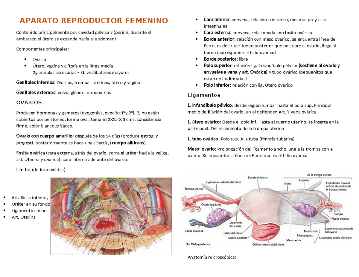 Modelo Del Sistema Reproductor Femenino Ligamento Ancho