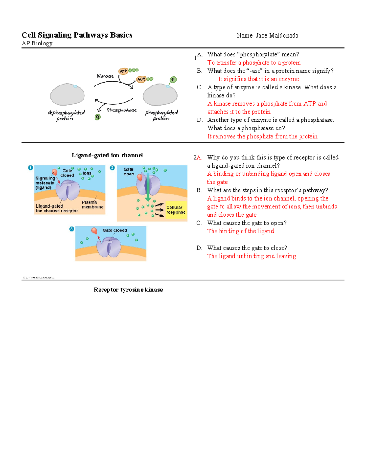 AP Biology: Key Concepts in Cell Signaling Pathways Basics - Studocu