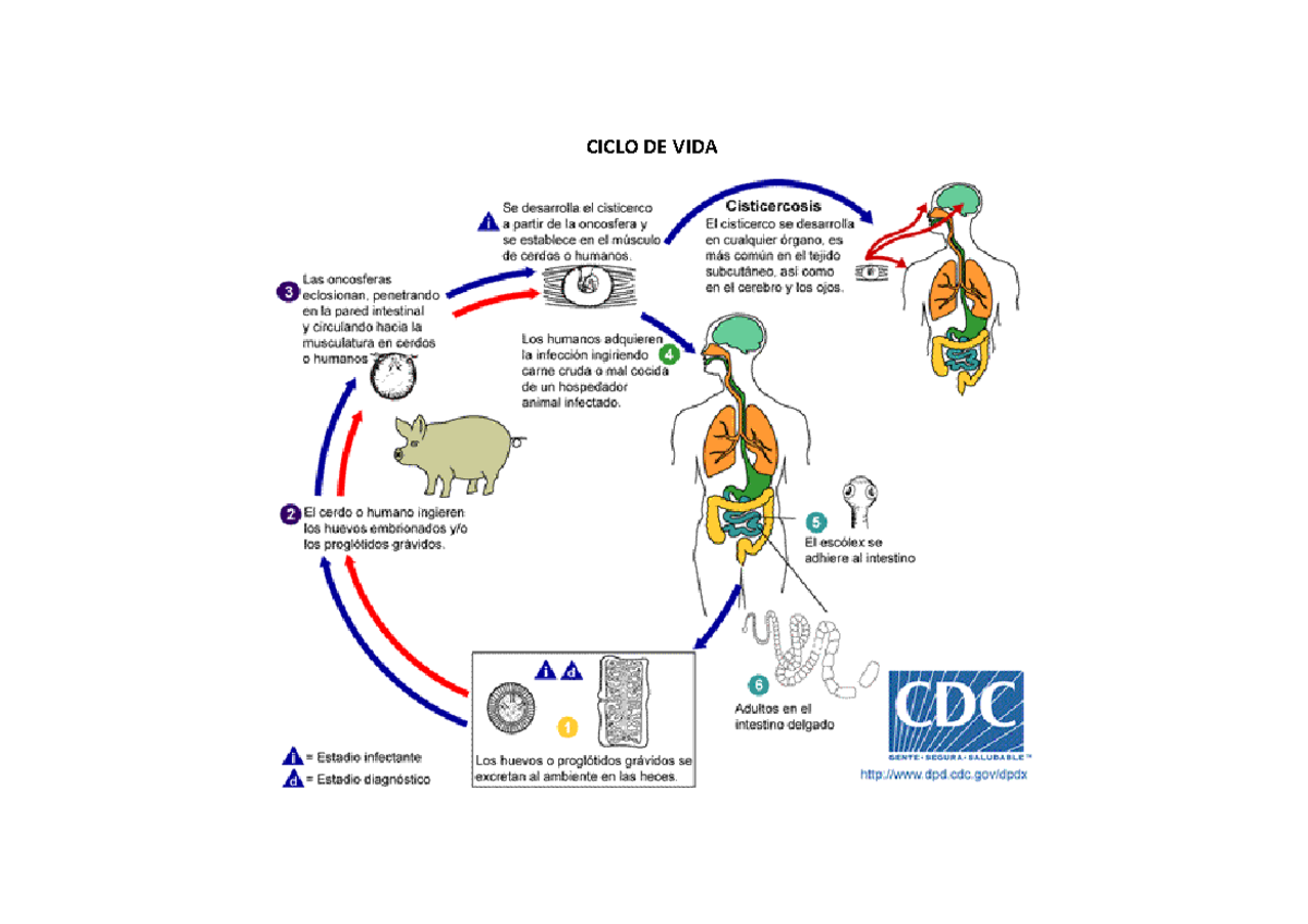 Ficha Técnica sobre Cisticercosis: Diagnóstico y Tratamiento - Studocu