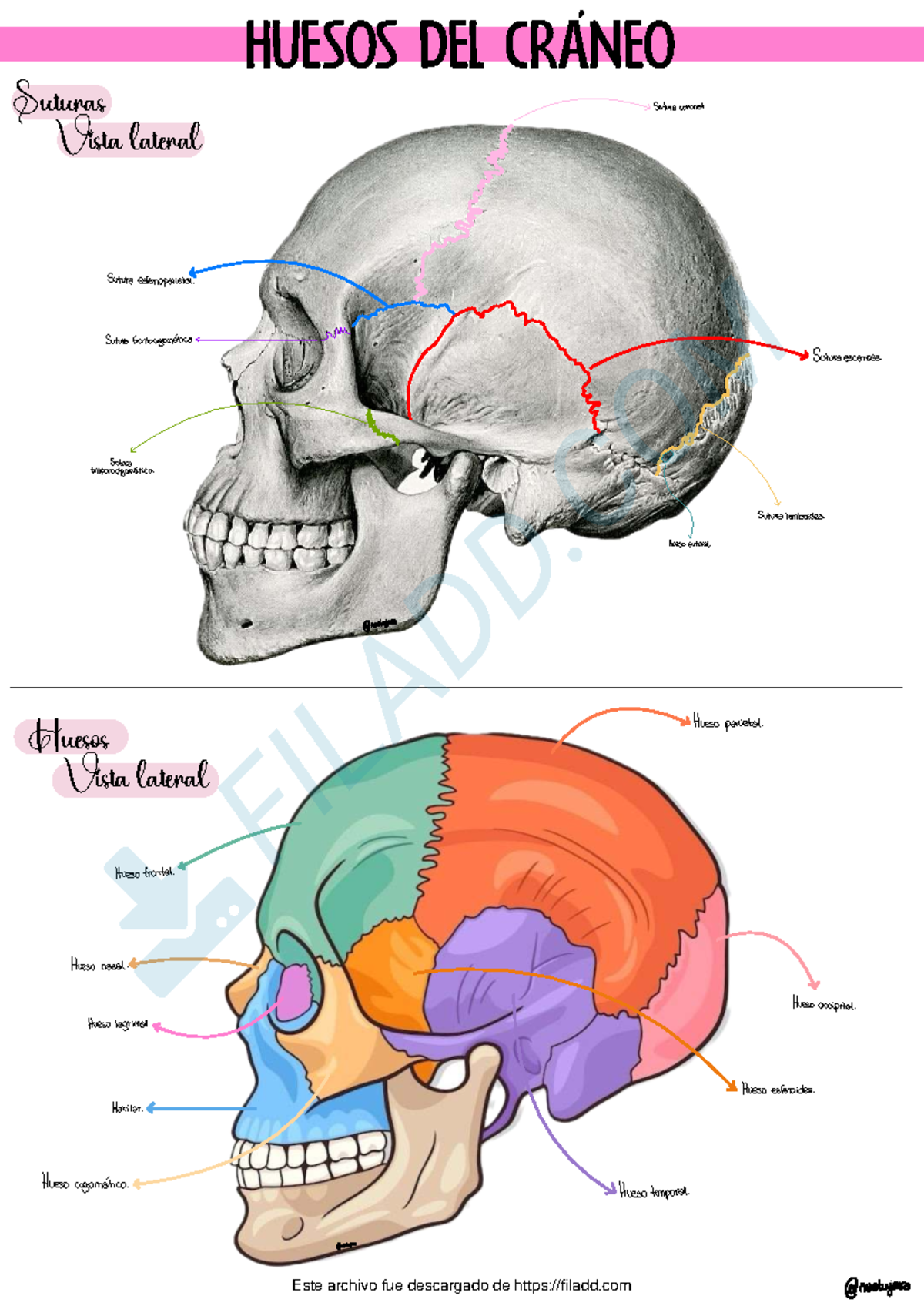 Cra Ineo Y Nervios - …….. - Huesos del Craneo Suturas Vista lateral ...