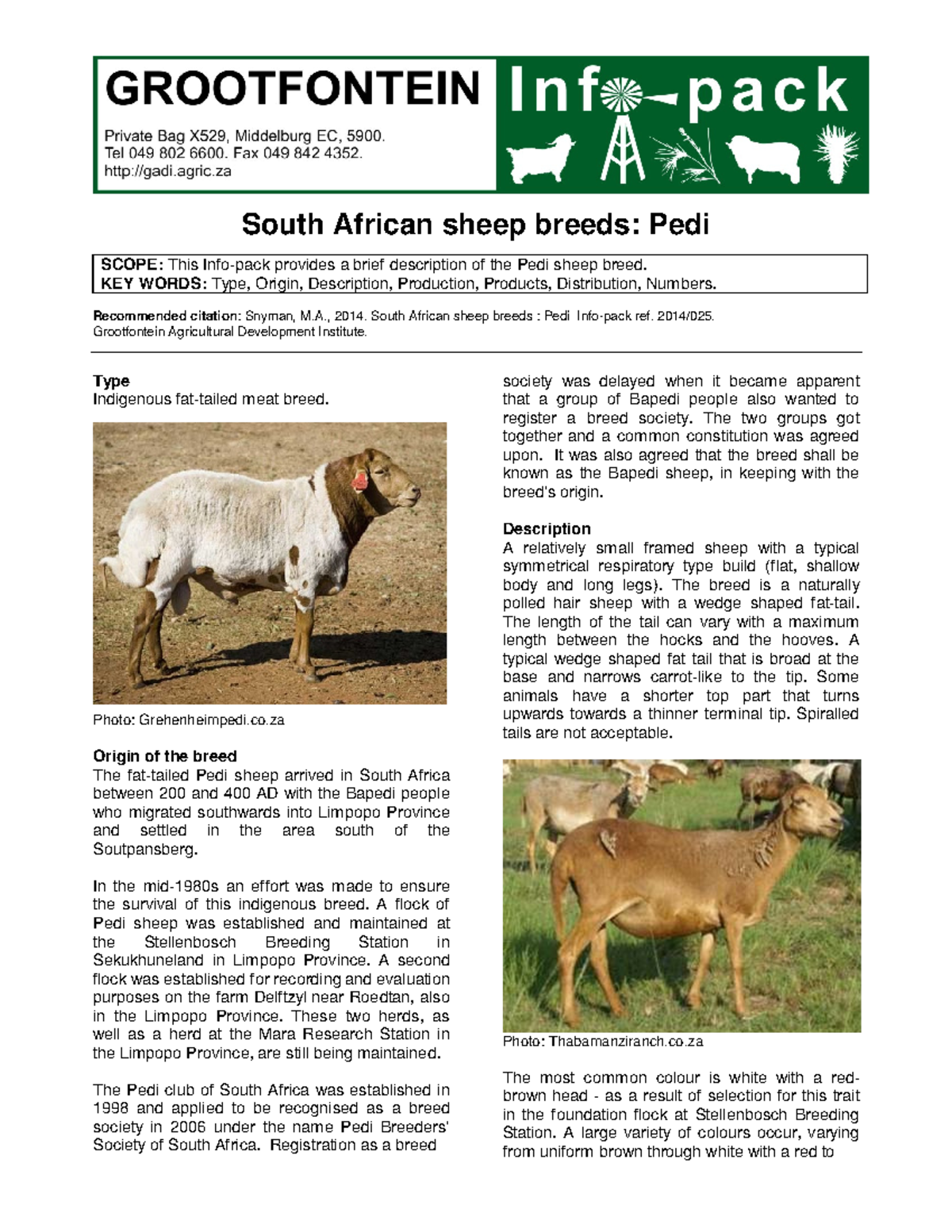 Pedi Sheep Breed Overview (2014/025) - South African Indigenous Breeds ...