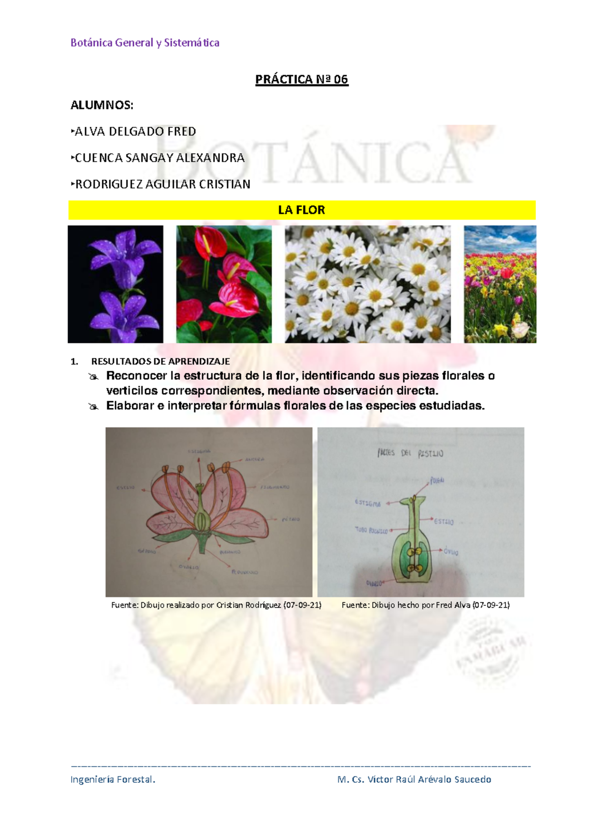 Práctica N° 06 La flor - practica de botanica flor - PRÁCTICA Nª 06 ...