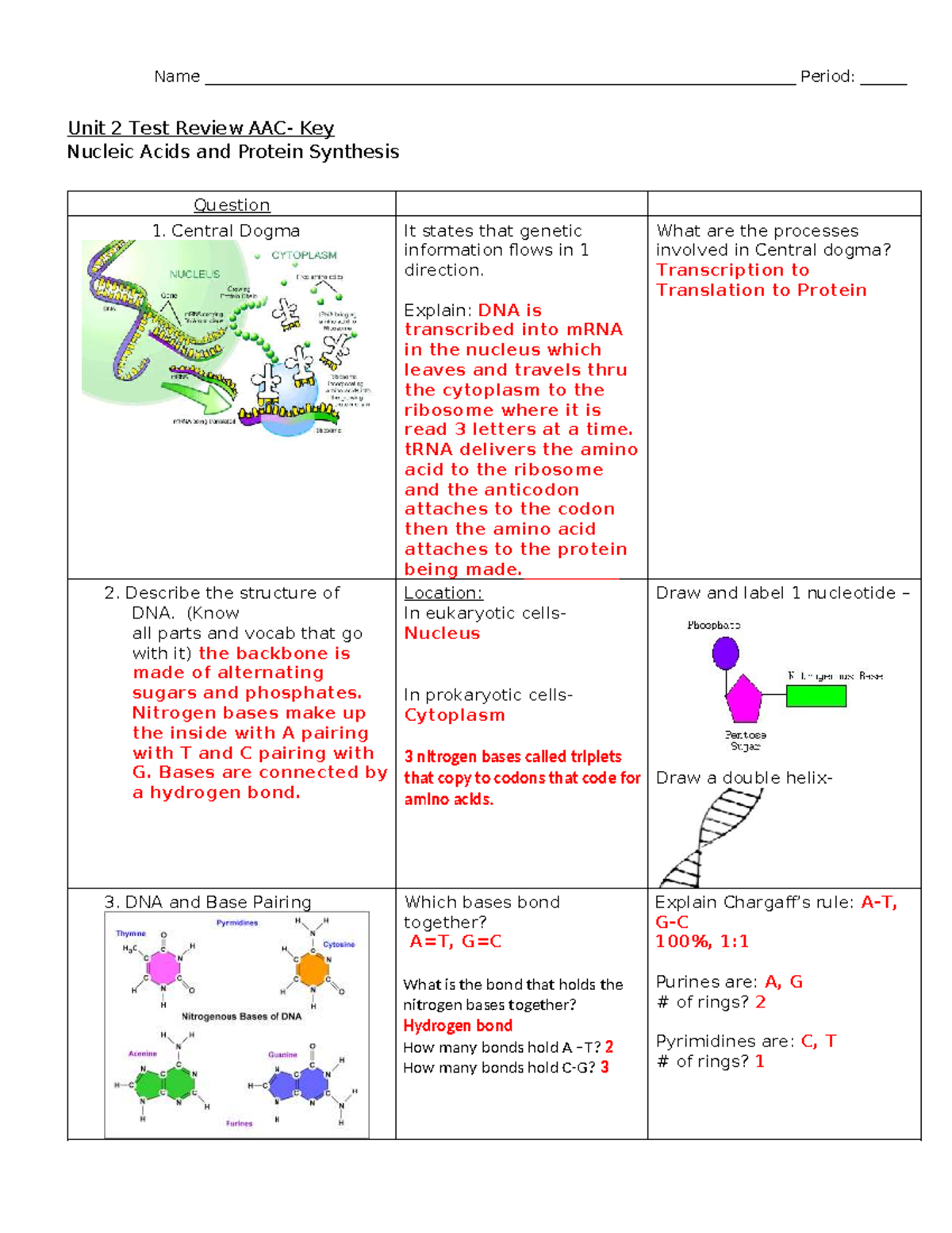 Unit 2 Review: Nucleic Acids & Protein Synthesis (AAC) Key Concepts ...
