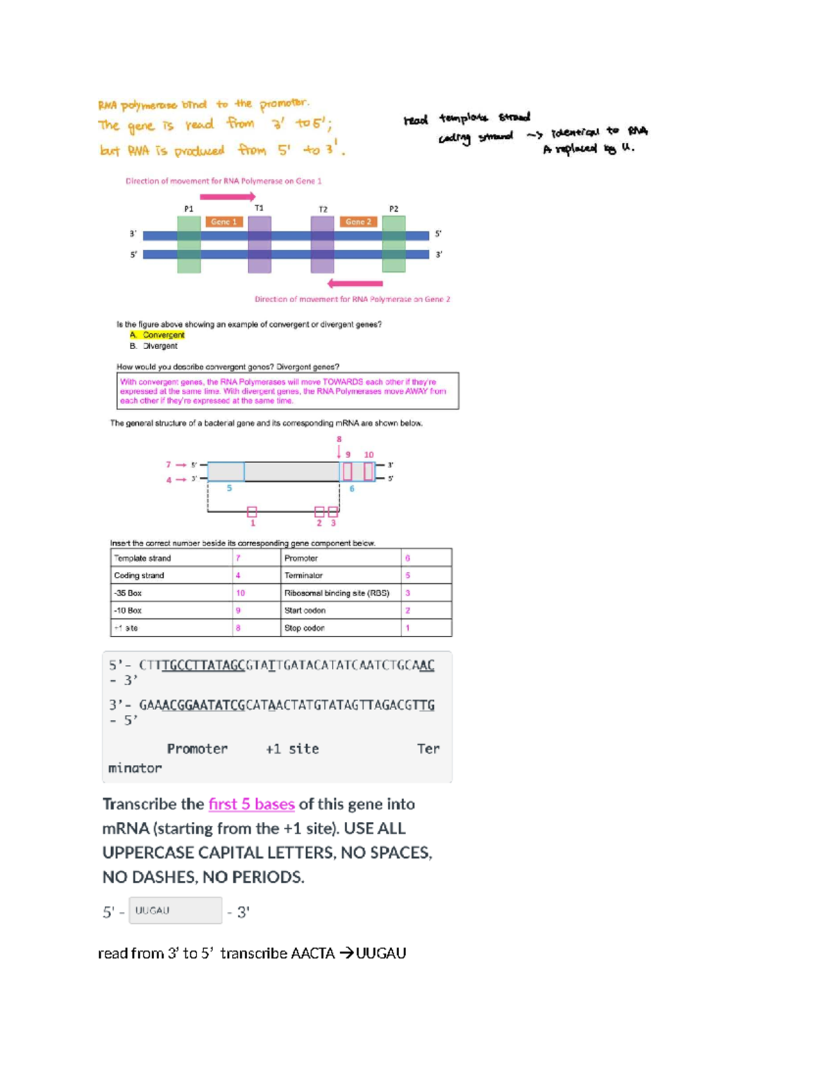 Study sheet for MLM - BIOL 112 - read from 3’ to 5’ transcribe AACTA ...
