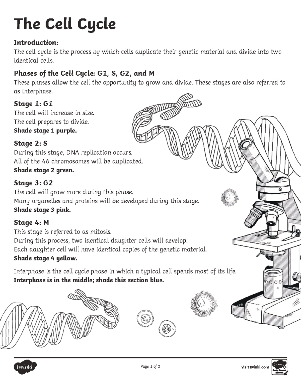 The Cell Cycle Color By Number Activity: Phases Explained - Studocu