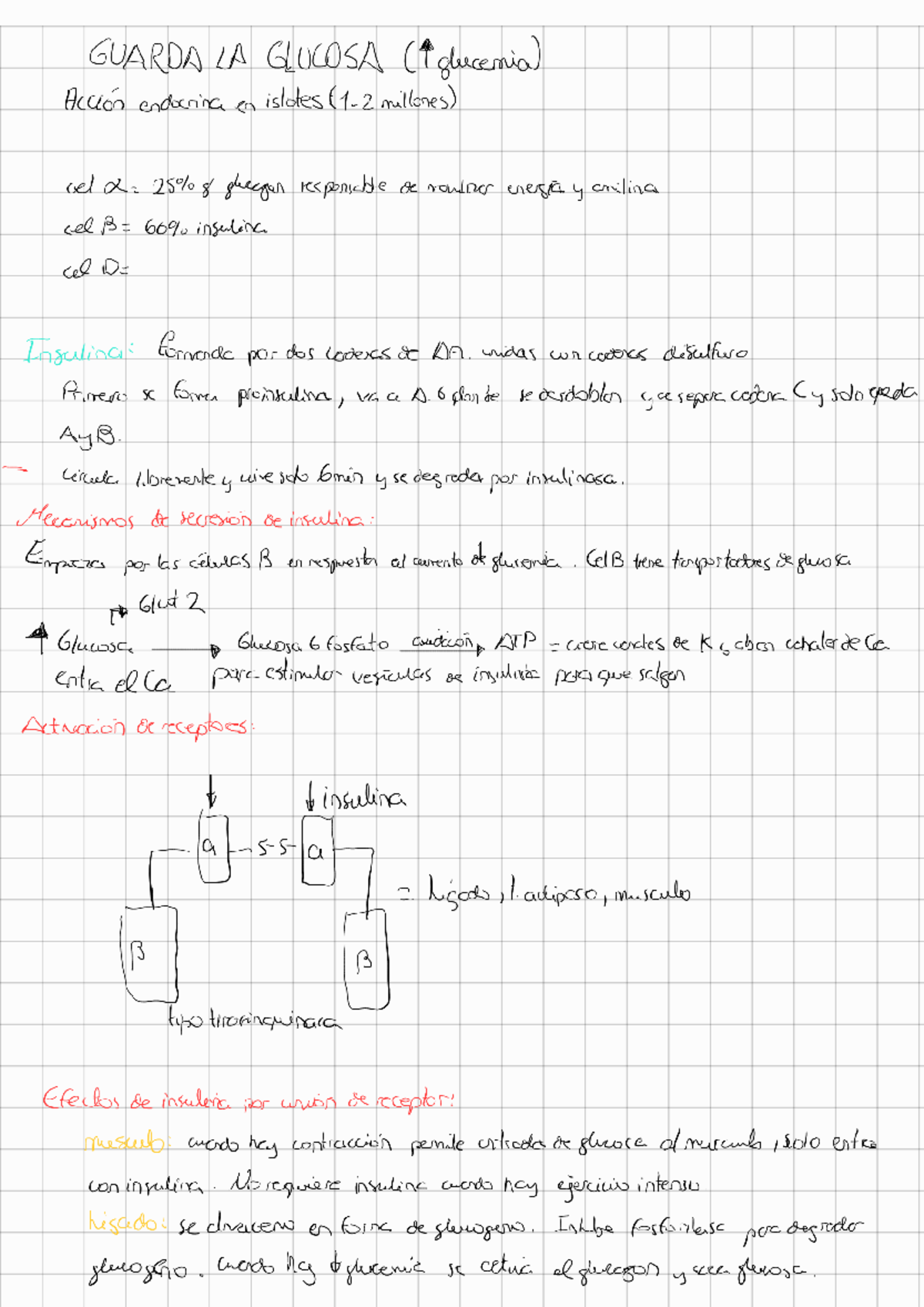 Fisiología de Páncreas: Acción Endocrina y Regulación de Glucosa - Studocu