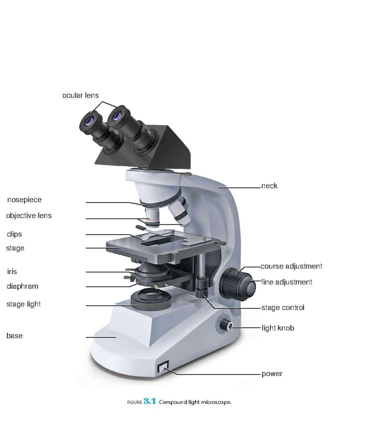 microscope labeling - BIOL 3320 - FIGURE 3 Compound light microscope ...