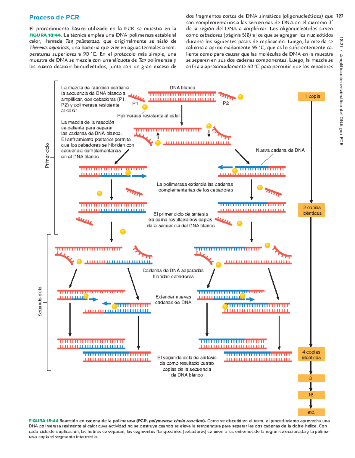 Resumen del Proceso de PCR en Biología Celular 2 - Studocu
