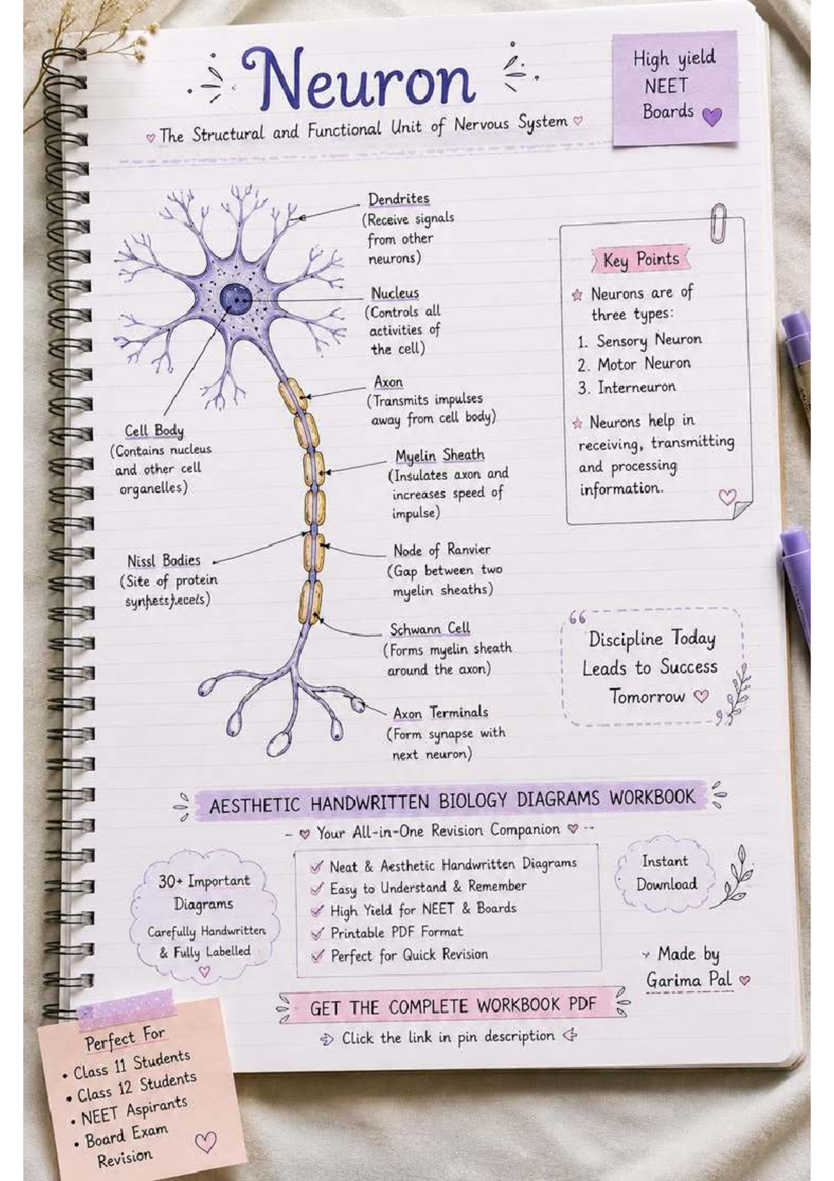 Neuron High Yield Notes for NEET: Structure & Function - Studocu