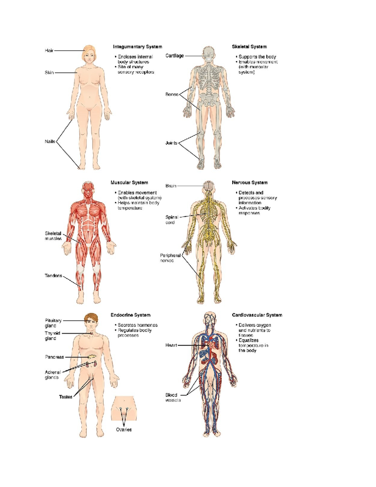 Systems - Exam 1: Integumentary, Skeletal, Muscular, and More - Studocu