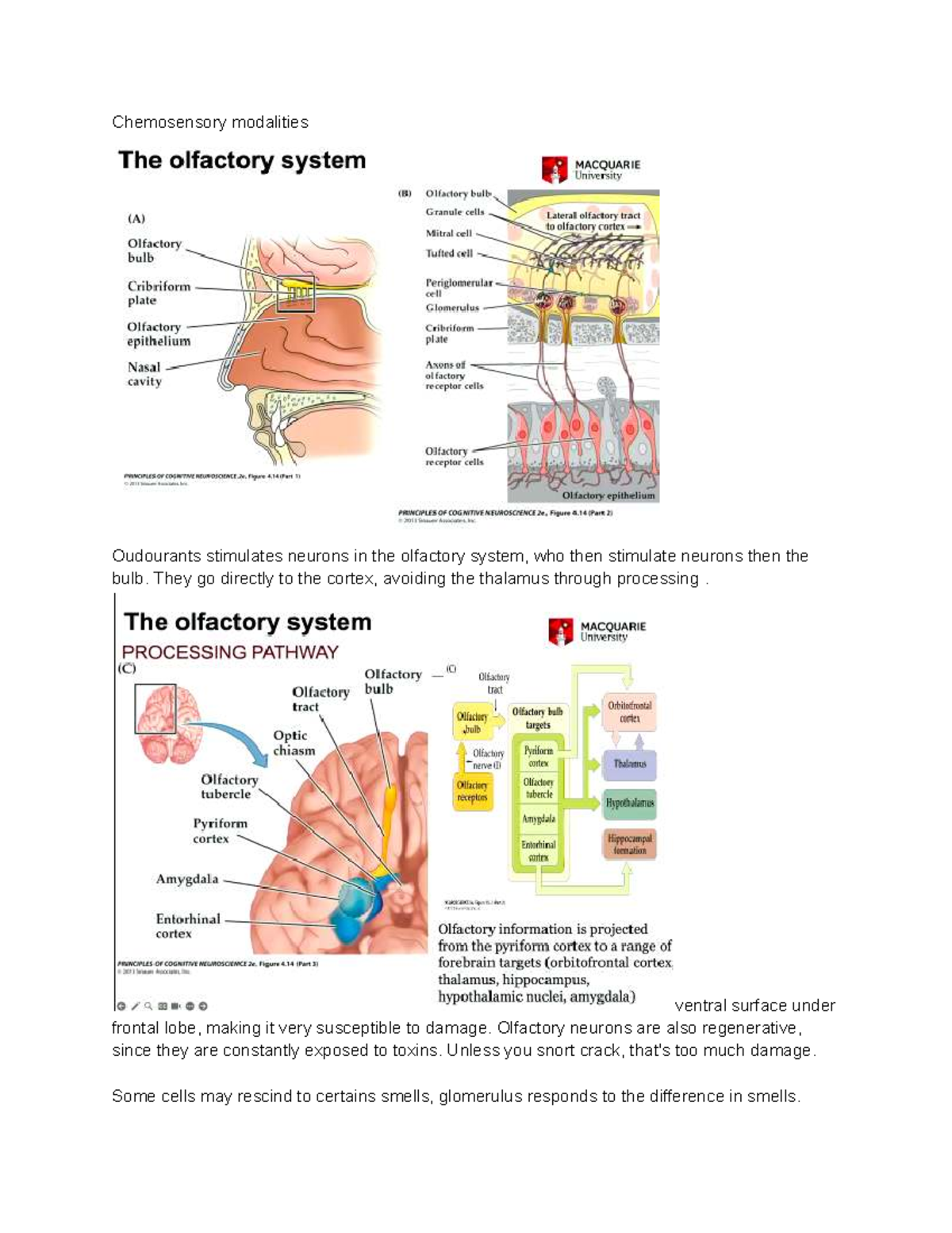 PSY 301: Multi-Sensory Integration in Olfactory and Gustatory Systems ...