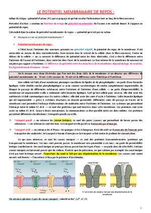 3. Le potentiel action - cours - LE POTENTIEL D’ACTION : I- Le ...