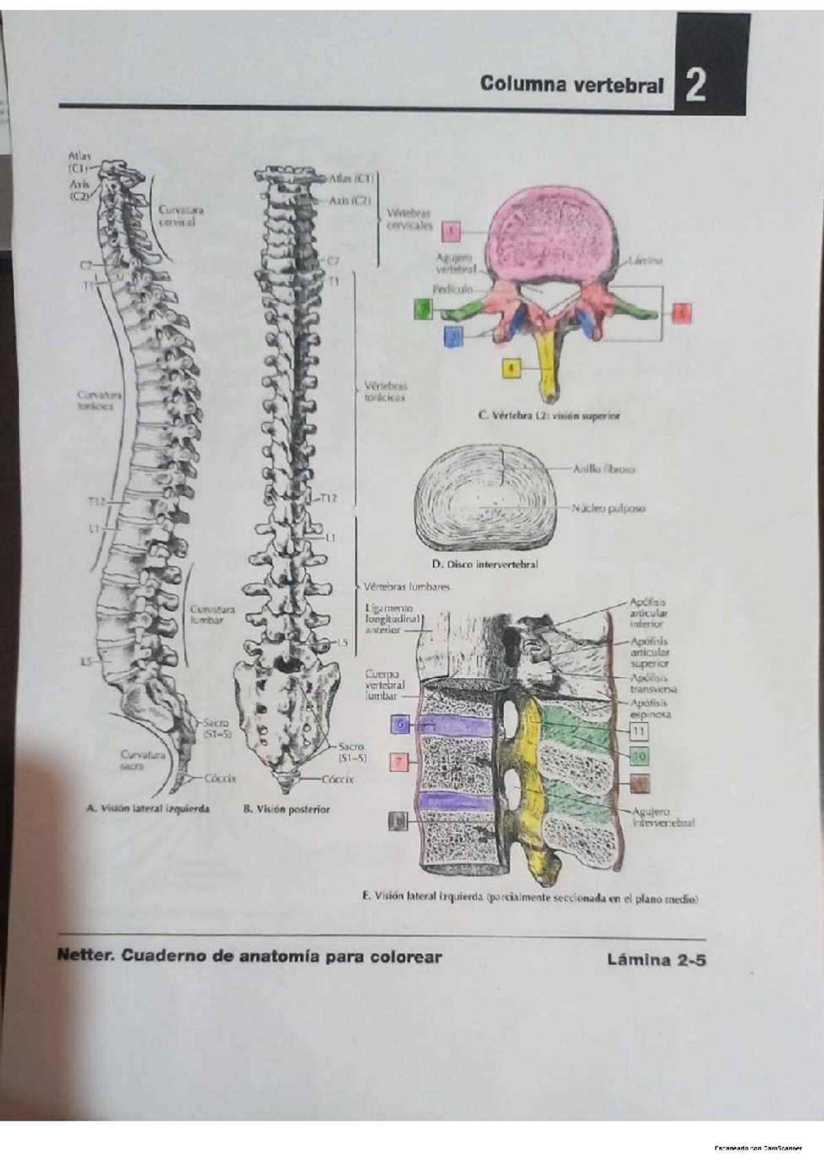 columna vertebral - Vertebra L2: visión superior Anillo fibroso T12 ...