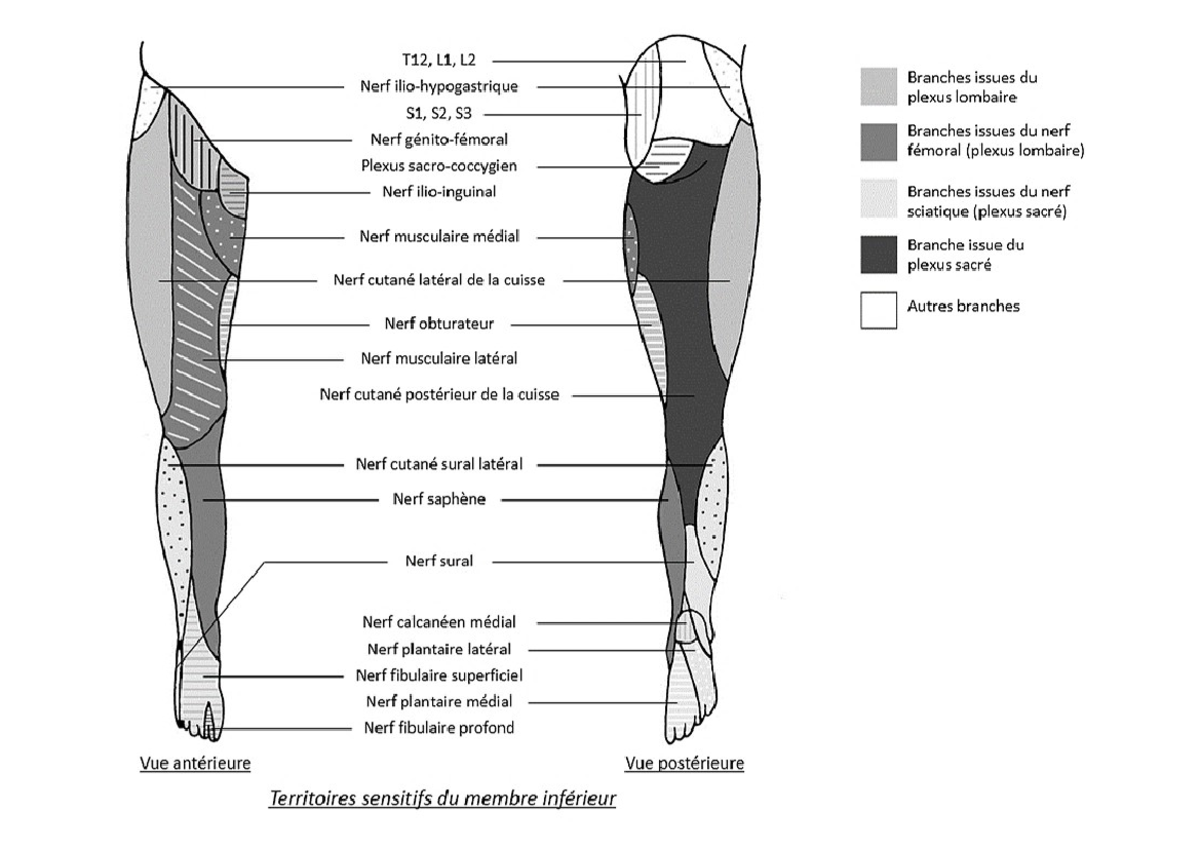 Anatomie membres inférieur - T12, L1, L2 Nerf Branches issues du plexus ...