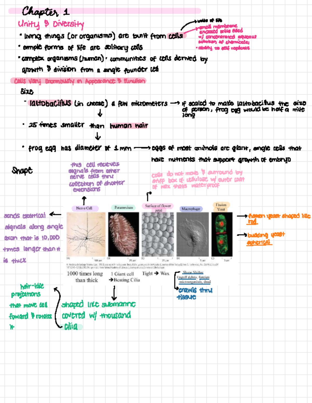Cell Biology Chapter 1: Understanding Life's Diversity and Complexity - Studocu