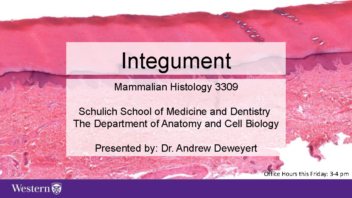 Integumentary Histology 3309 Lecture Notes - Skin Structure & Function ...