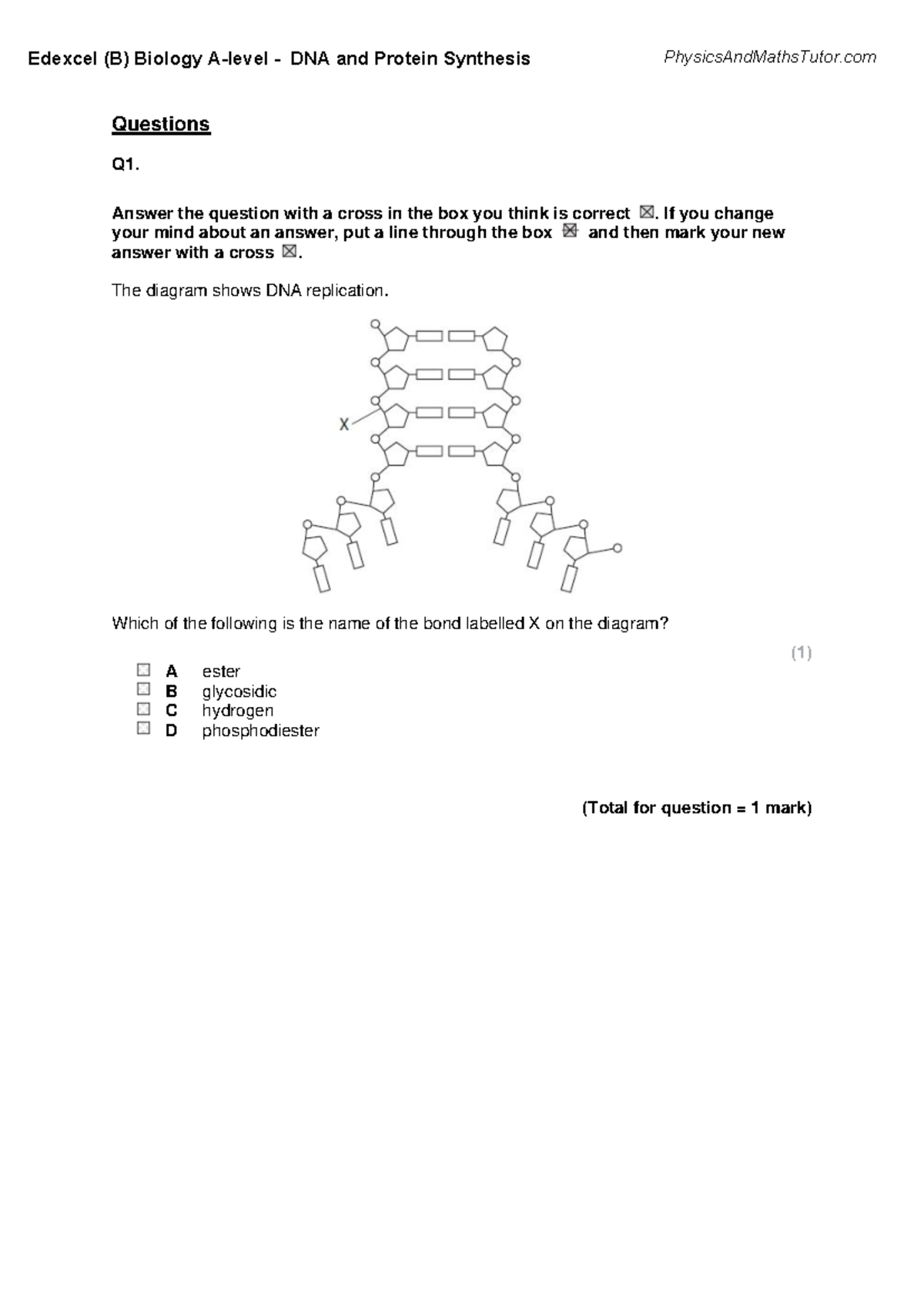 Edexcel (B) Biology Final Exam: DNA and Protein Synthesis Questions ...