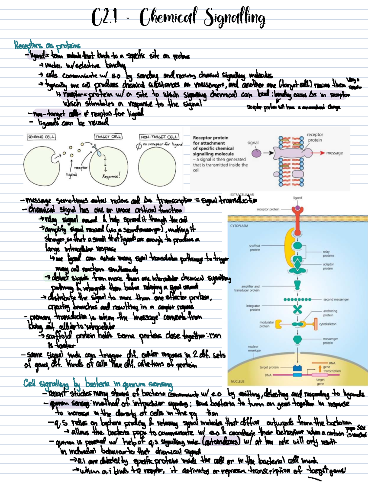 C2.1 - Chemical Signaling: Receptors, Pathways, and Mechanisms - Studocu