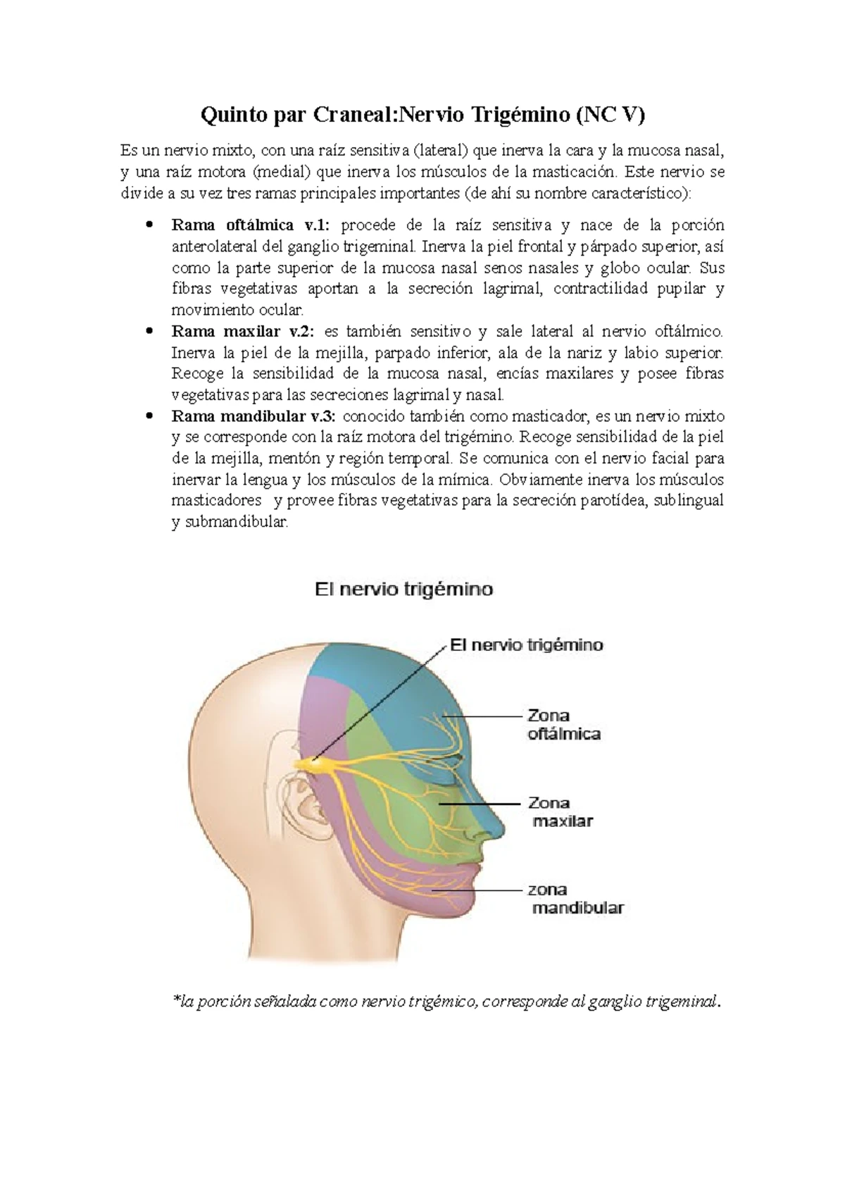 Nervio Trigémino (NC V): Inervación y Funciones Motoras y Sensitivas ...