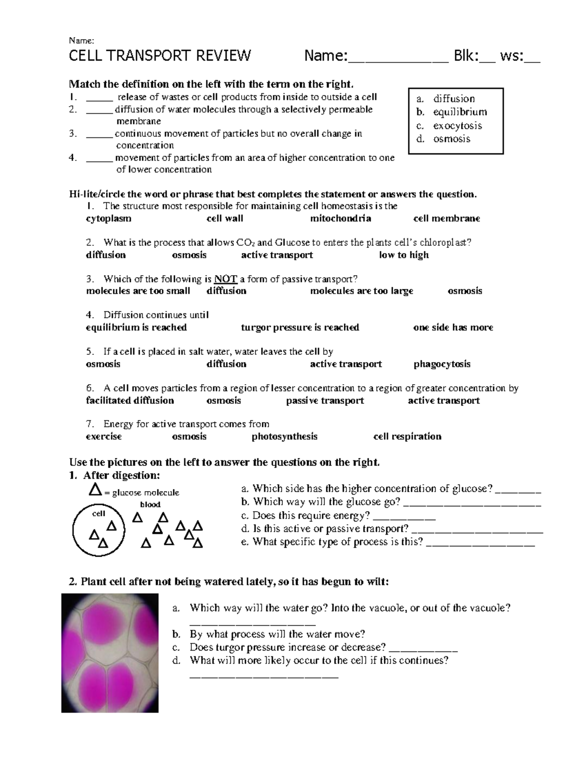 CELL TRANSPORT REVIEW: 3-29 CH5.2 Pre-Test Worksheet - Studocu