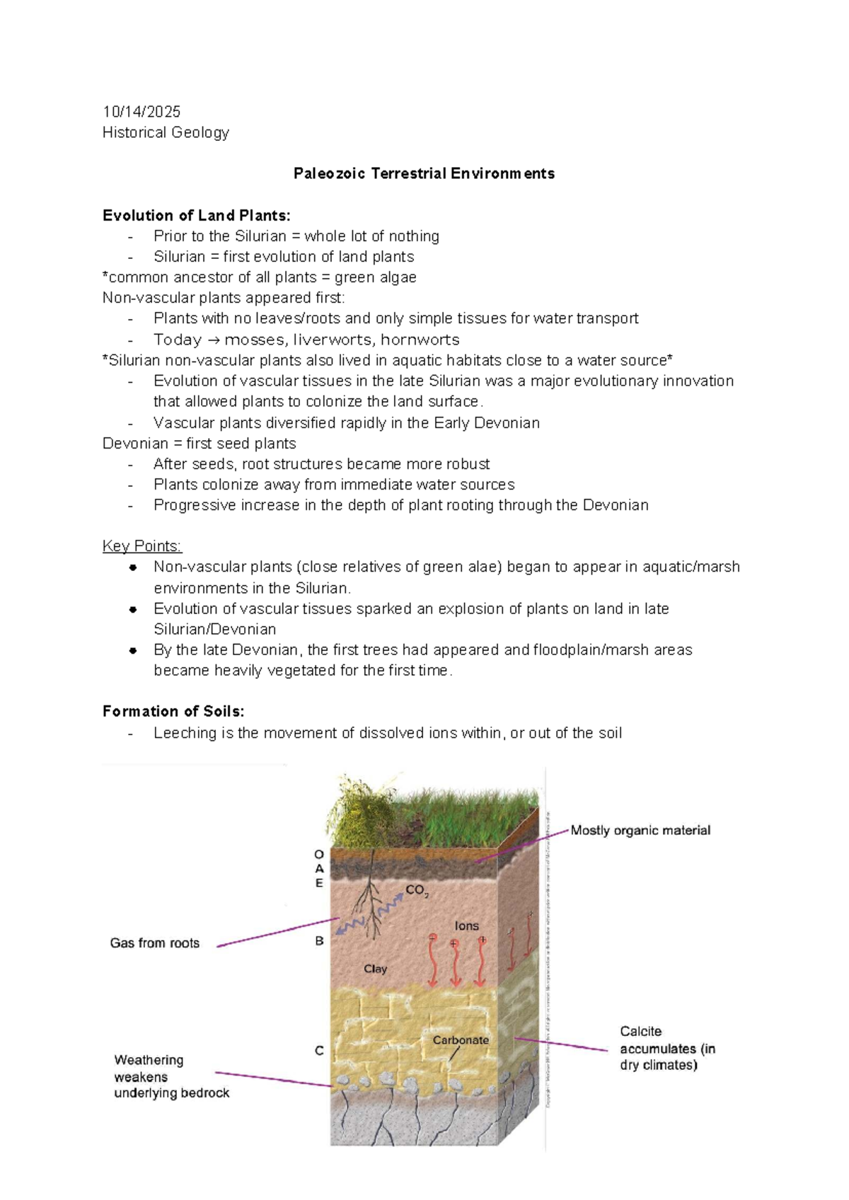 Historical Geology: Paleozoic Terrestrial Environments & Plant ...