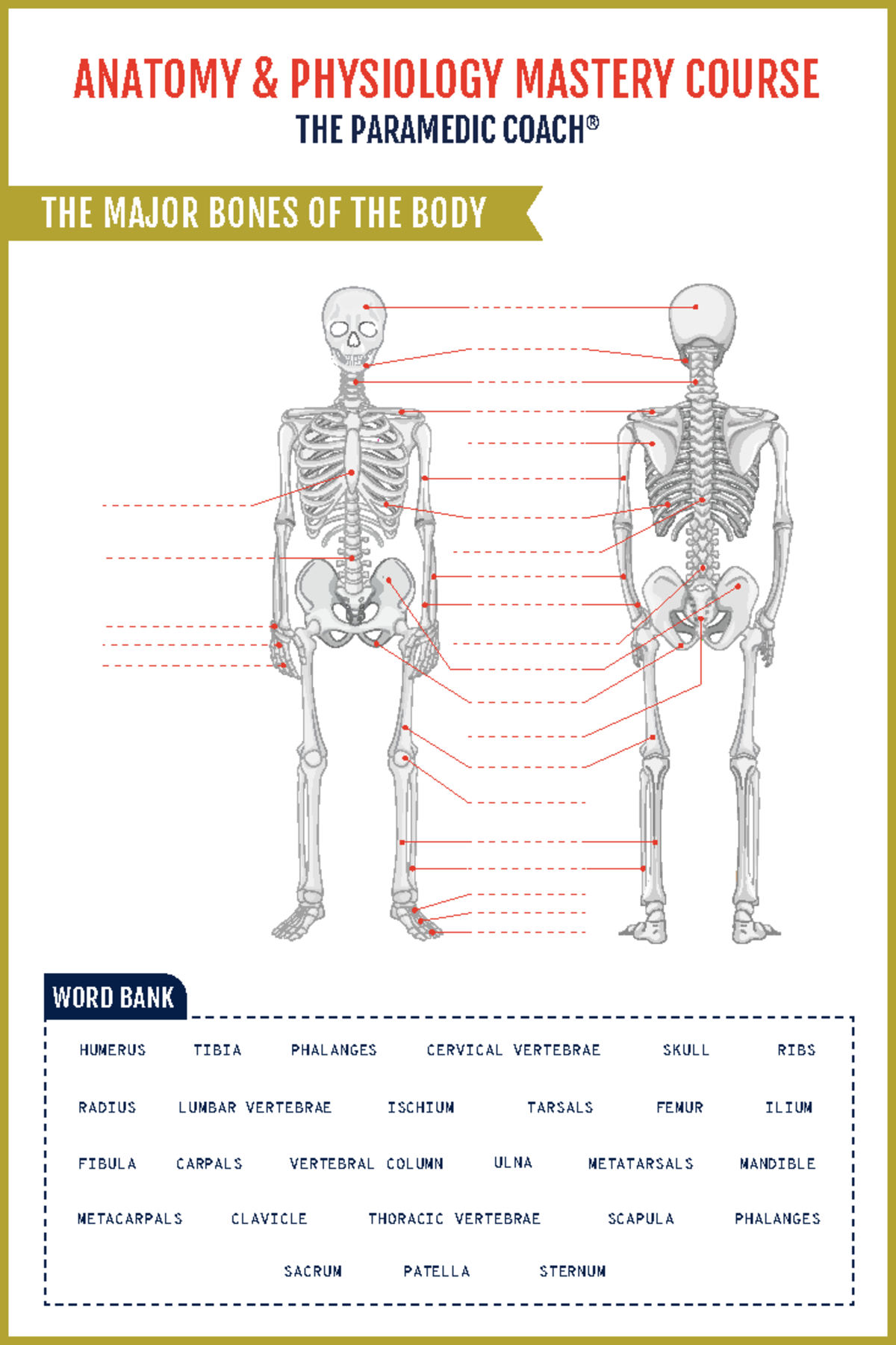 Anatomy & Physiology: Major Bones Overview (Course Code Included) - EMT ...
