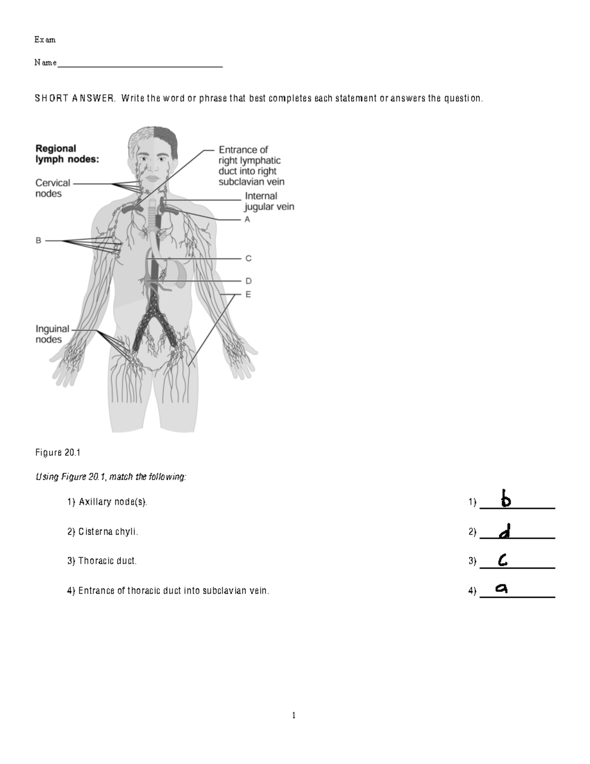 Chapter 20 - Lymphatic System Class Notes and Exam Review - Studocu