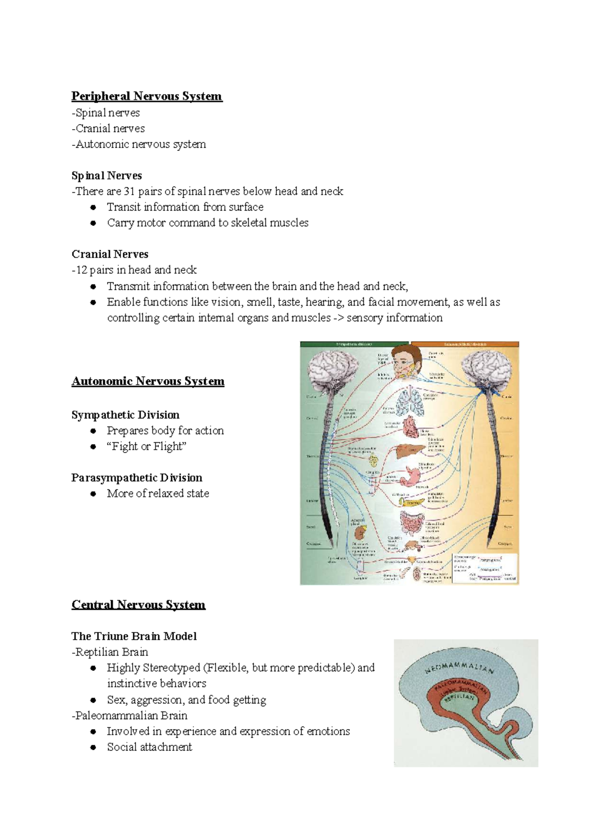 NBB Exam 1 Notes: The Triune Brain Model & Nervous System Functions ...