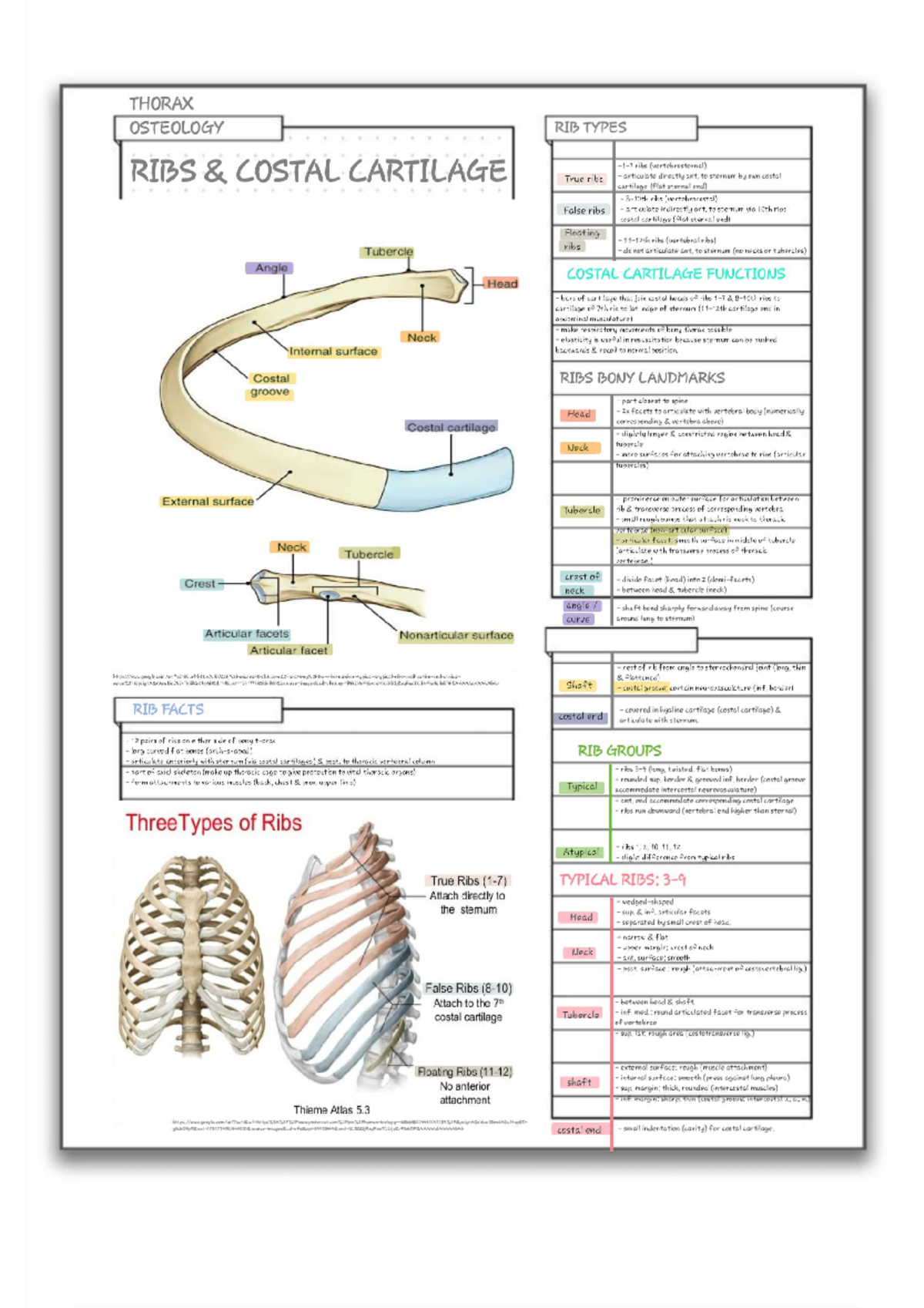 Thorax Osteology: Ribs & Costal Cartilage - THORAX OSTEOLOGY RIB TYPES ...