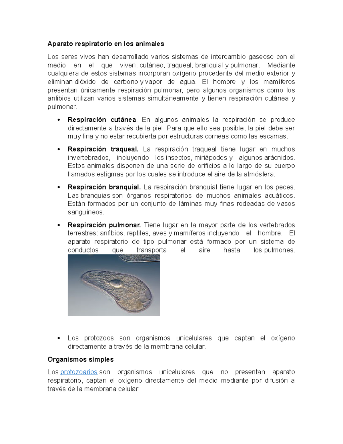 Aparato Respiratorio en Animales: Tipos y Funciones - Studocu