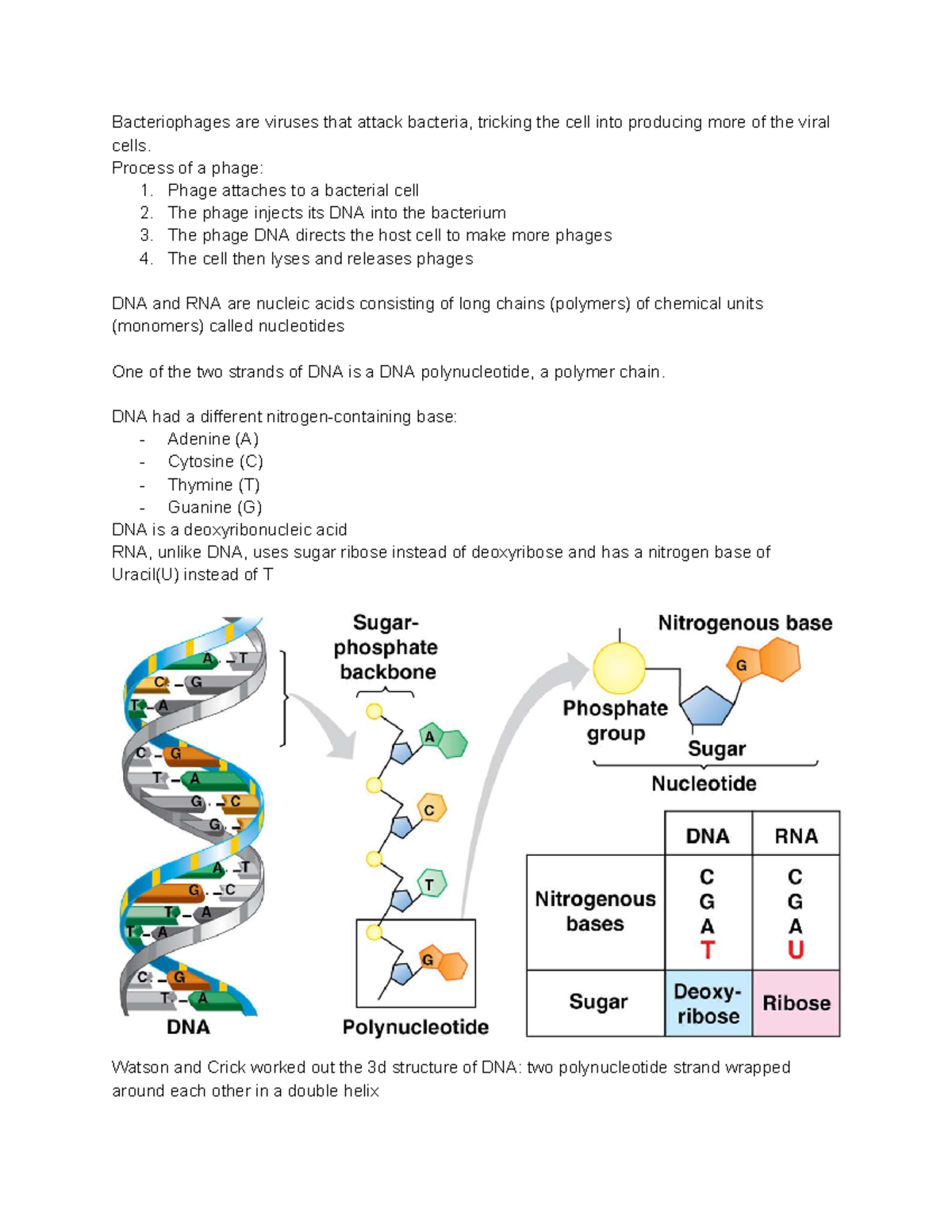 Chapter 10 Bio - Bacteriophages, DNA, and Genetic Info Notes - Studocu