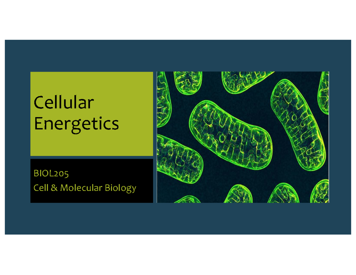 BIOL205 Lecture: Cellular Energetics Overview - Studocu