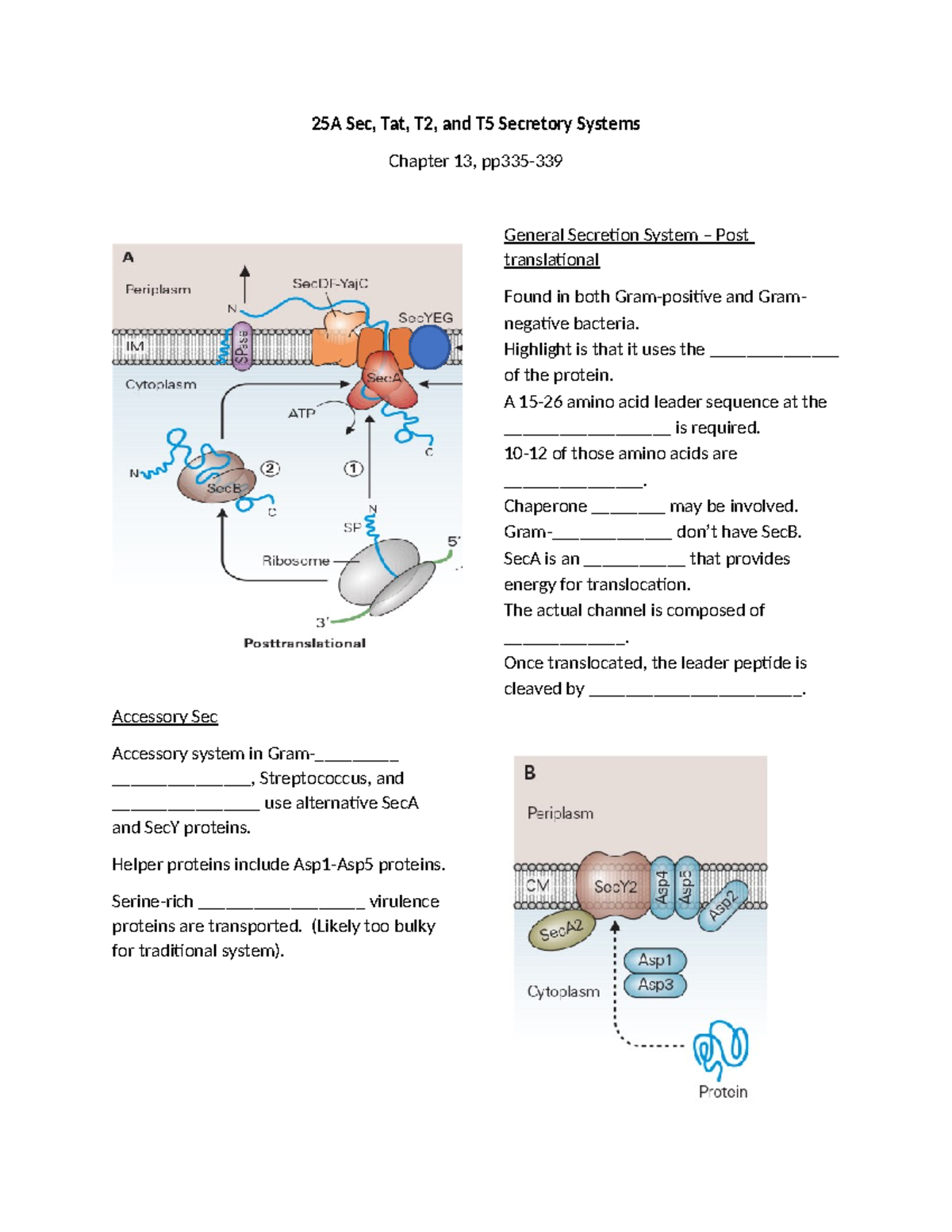 Secretion Systems in Gram-Positive and Gram-Negative Bacteria (BIOL 25A ...