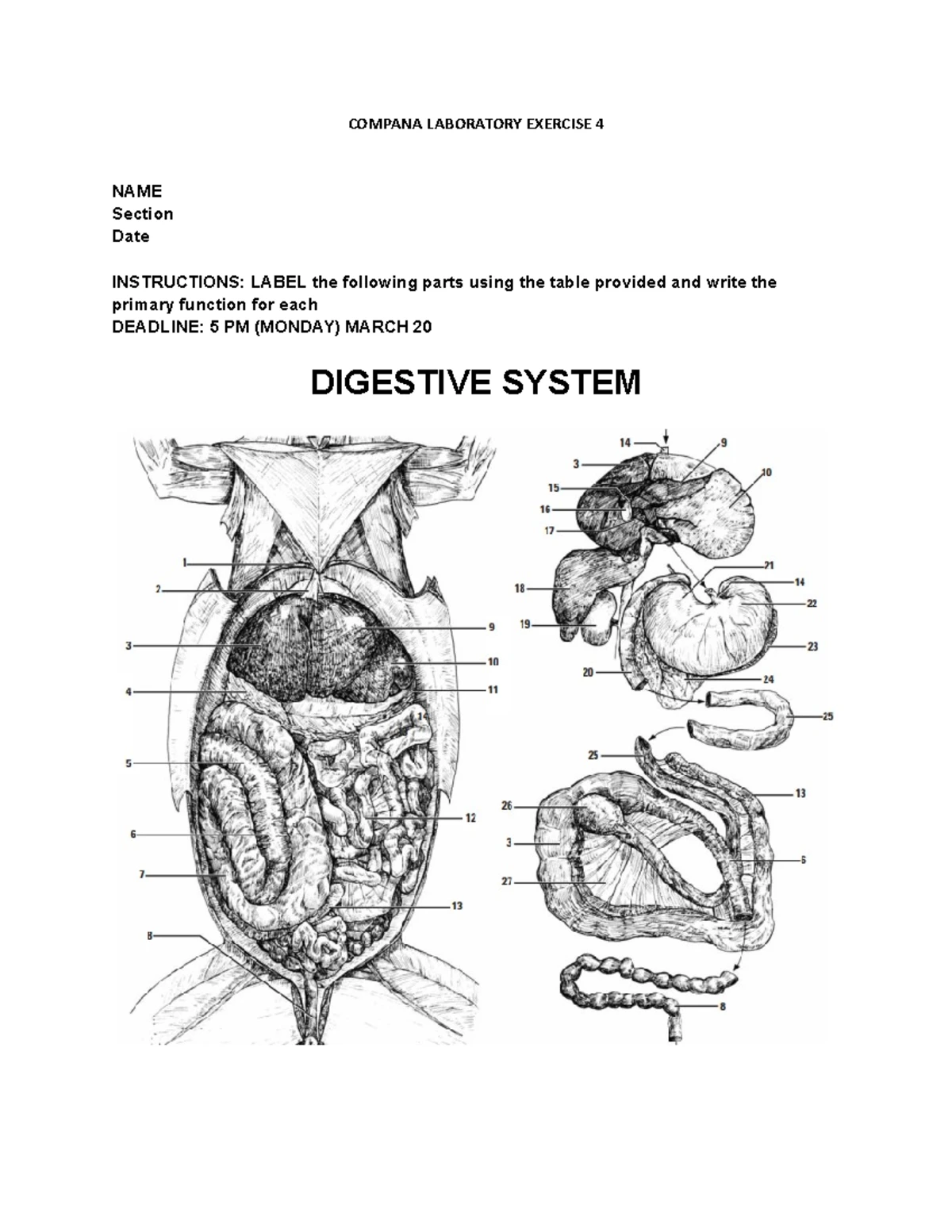Practice Quiz Human Anatomy - Comparative Anatomy Laboratory - Practice ...